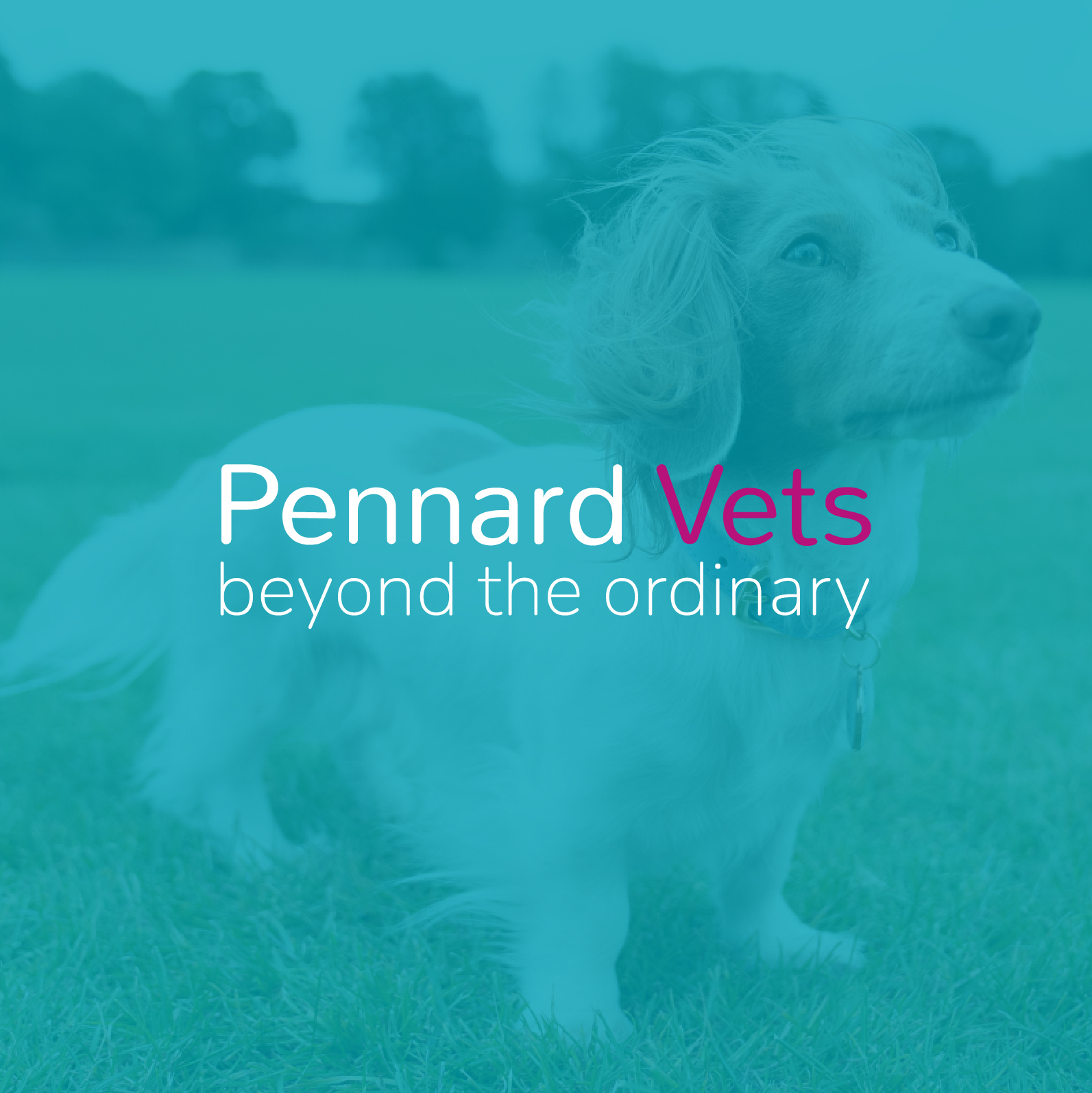Ellie Cross - Pennard Vets